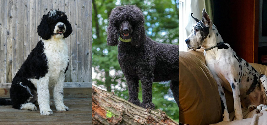 Home - Canine Addison's Resources & Education (CARE)