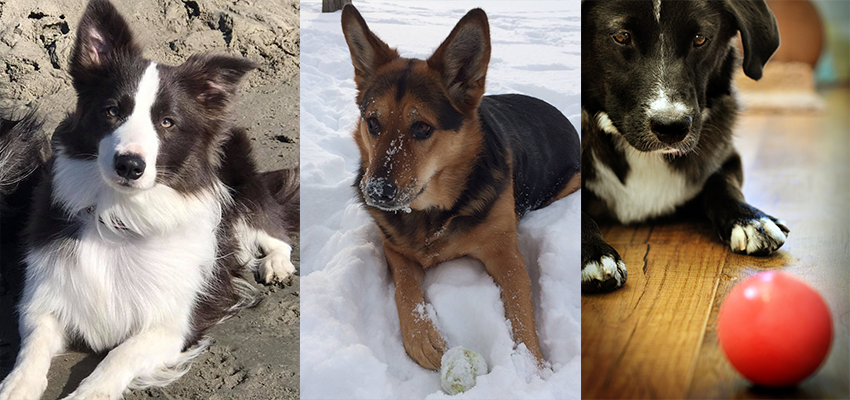 Home - Canine Addison's Resources & Education (CARE)