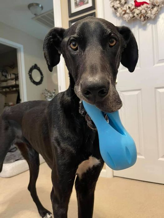Donate - Canine Addison's Resources & Education (CARE)