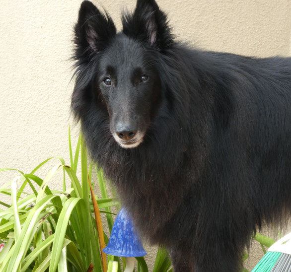 Our Stories - Canine Addison's Resources & Education (CARE)